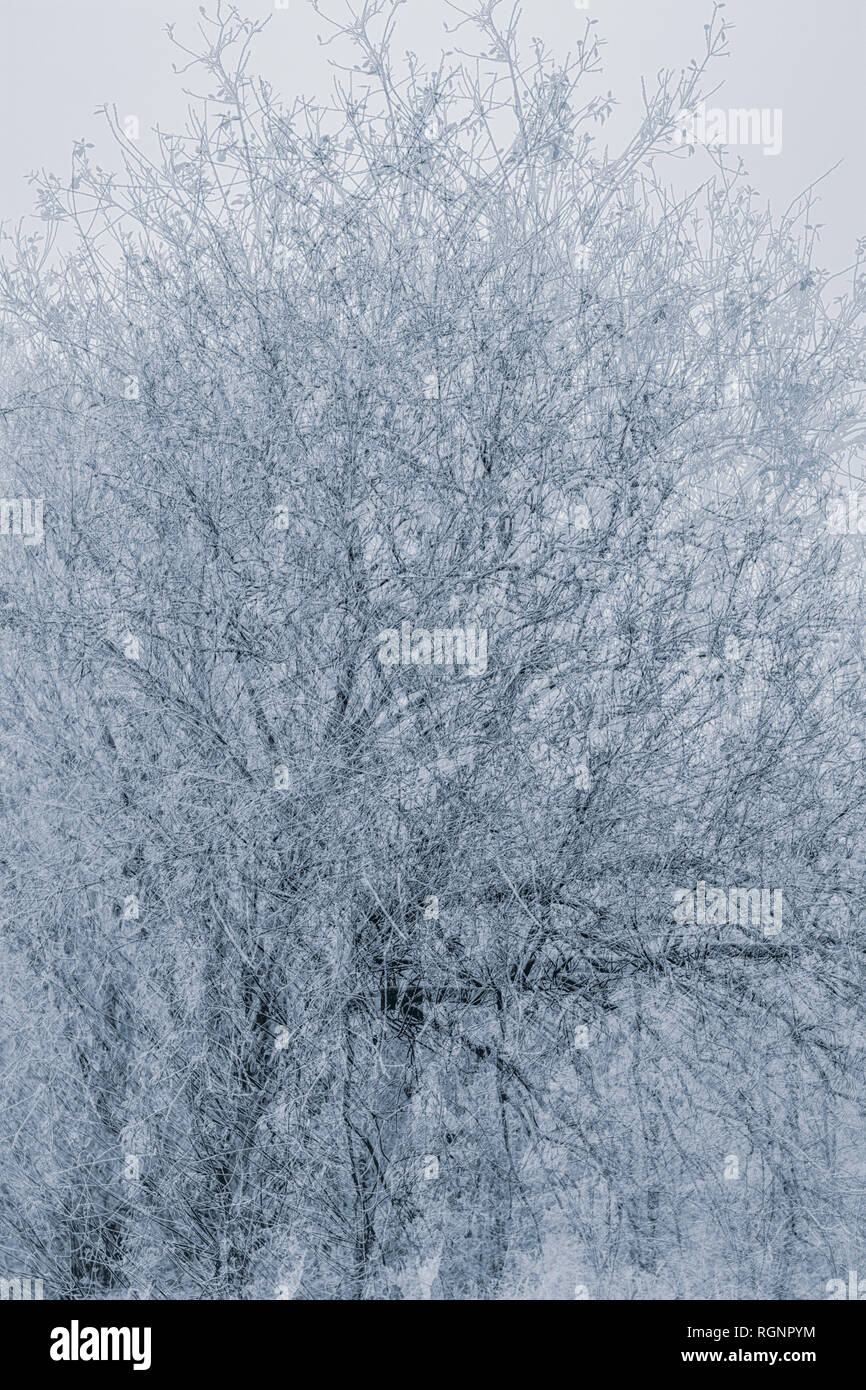 Monochrome blue high key winter multiple exposure photo of trees with ...