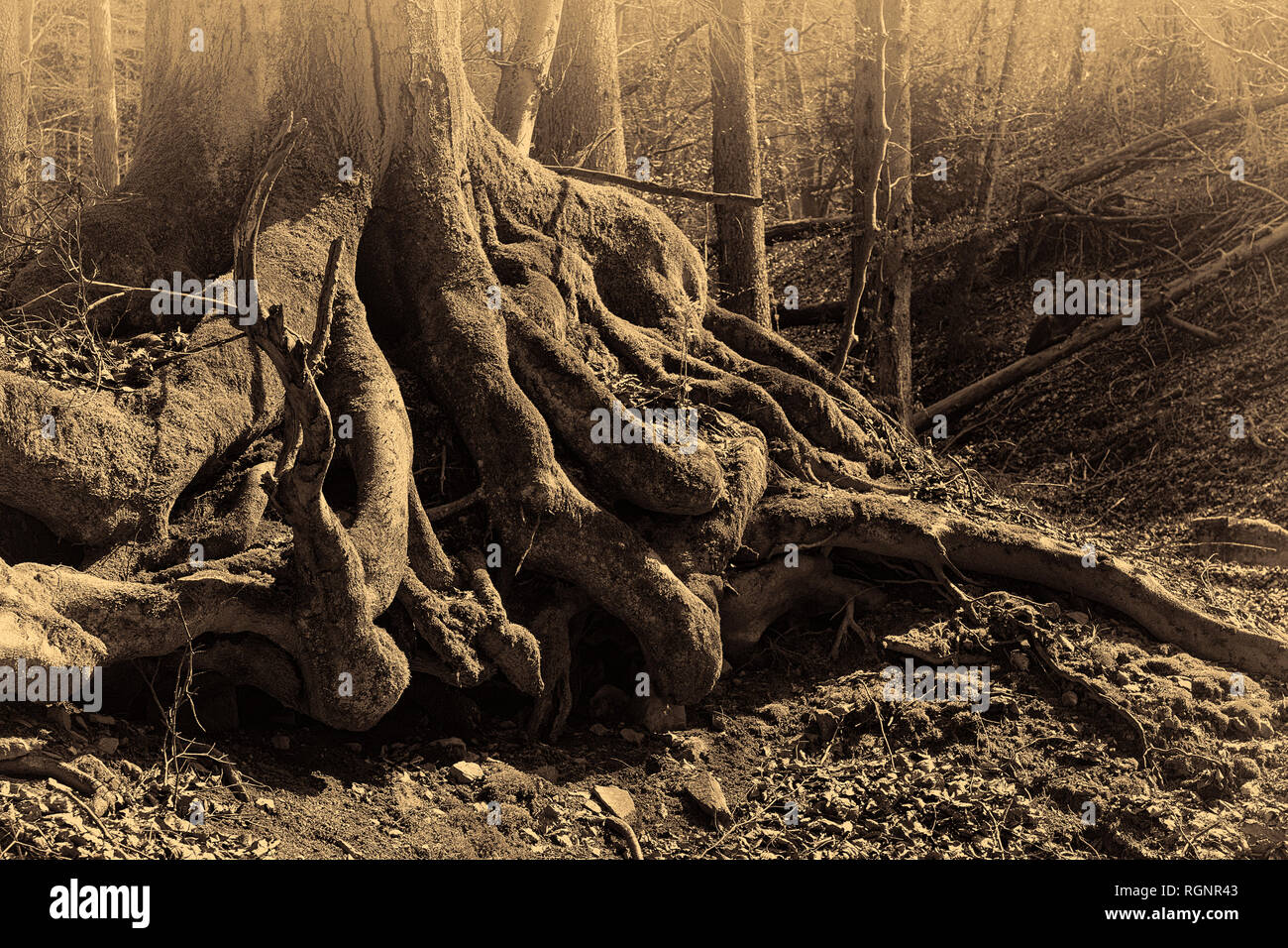 Surreal fairy tale fantasy image of gigantic roots of an old tree ...