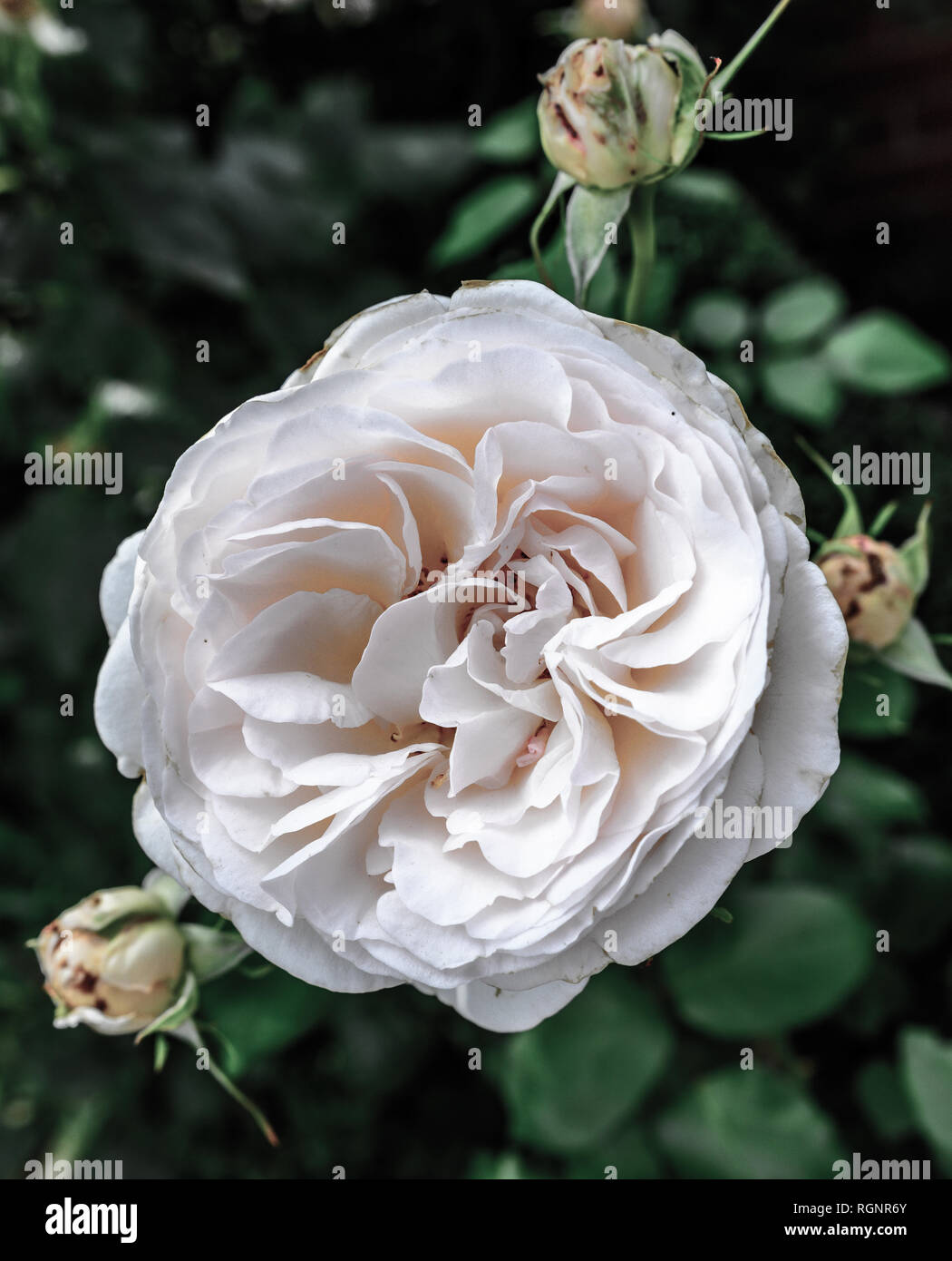 Floral color outdoor macro portrait of a single antique white rose with ...