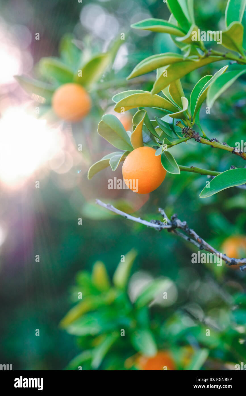 Orange on tree with sun rays Stock Photo - Alamy