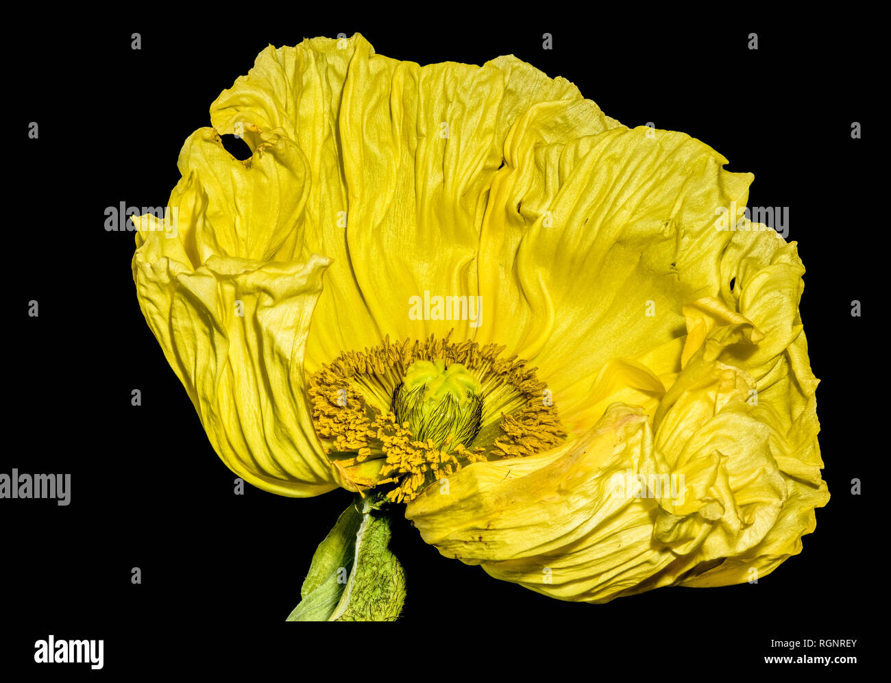 Floral fine art still life detailed color macro flower portrait of a ...