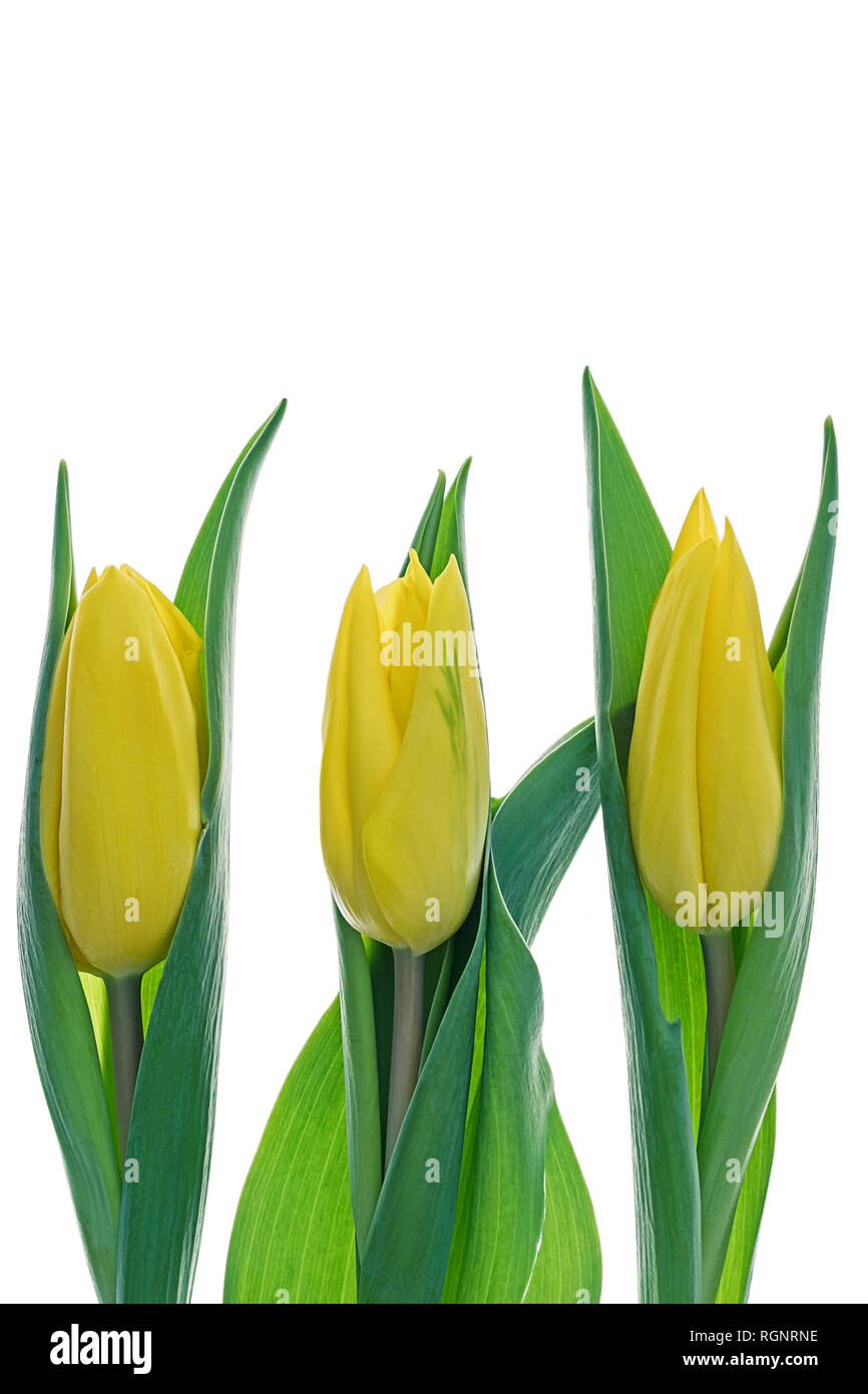 three yellow tulips in a row on white background isolated Stock Photo ...