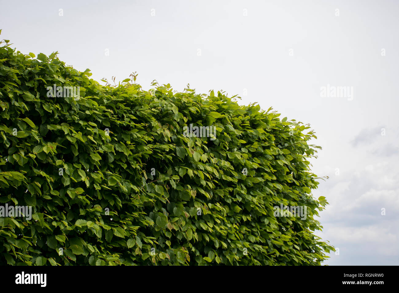 Hedge plants hi-res stock photography and images - Alamy