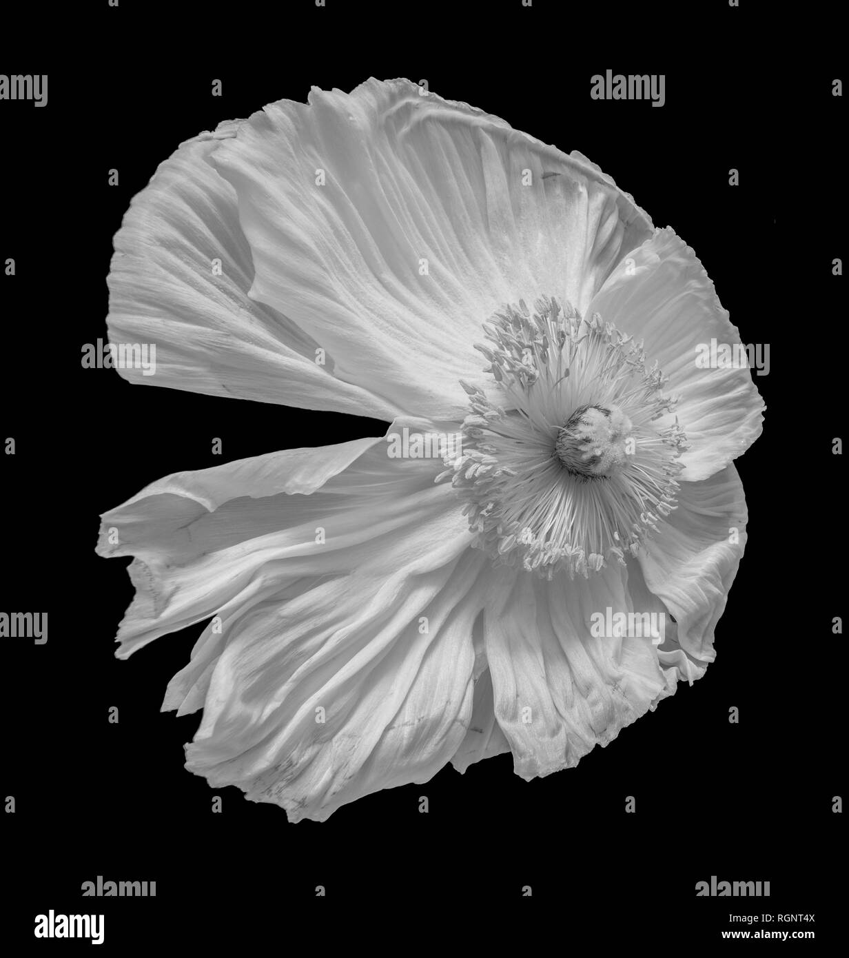Floral fine art still life detailed monochrome macro flower portrait of ...