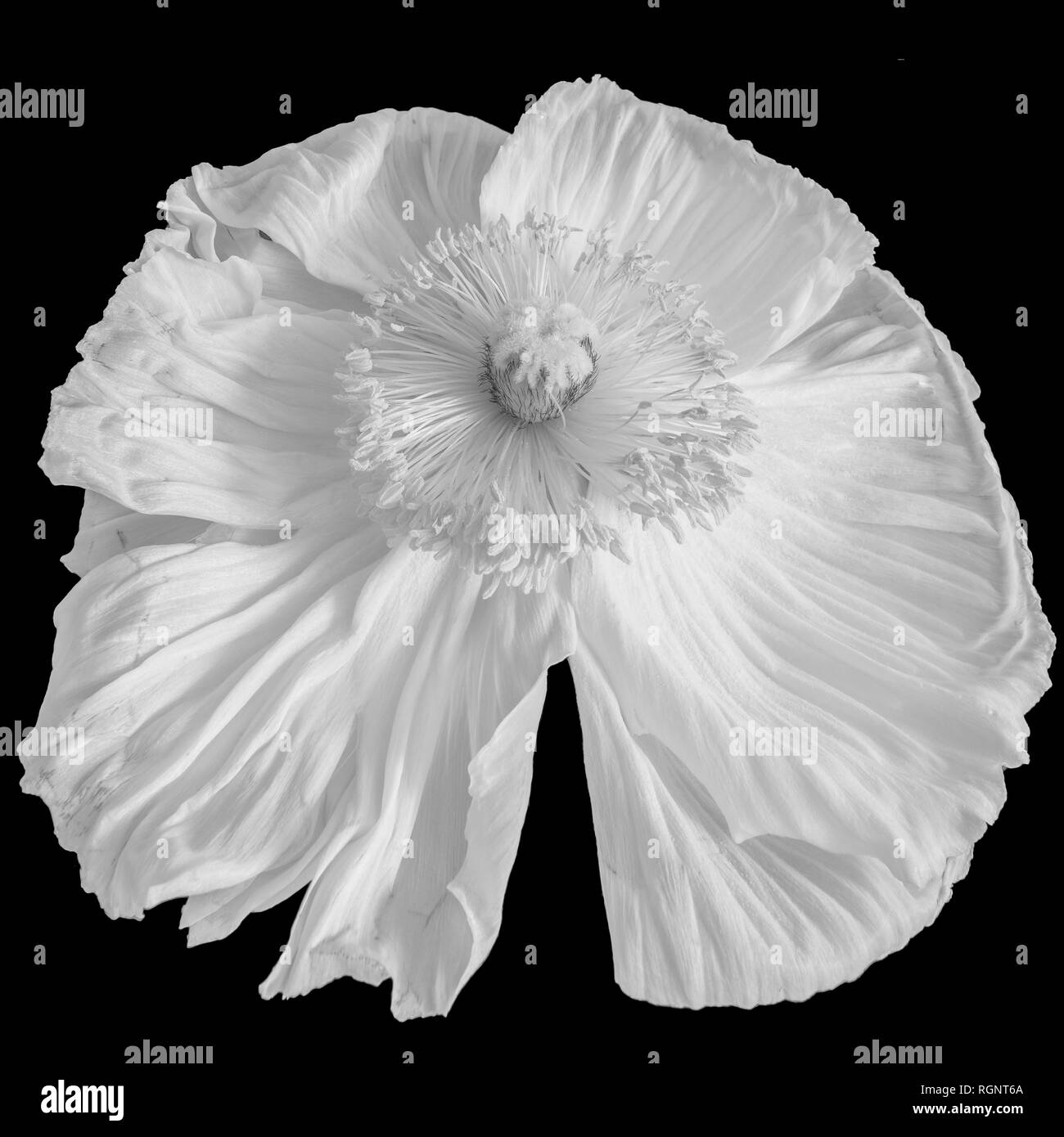 Floral fine art still life detailed high key monochrome macro flower ...