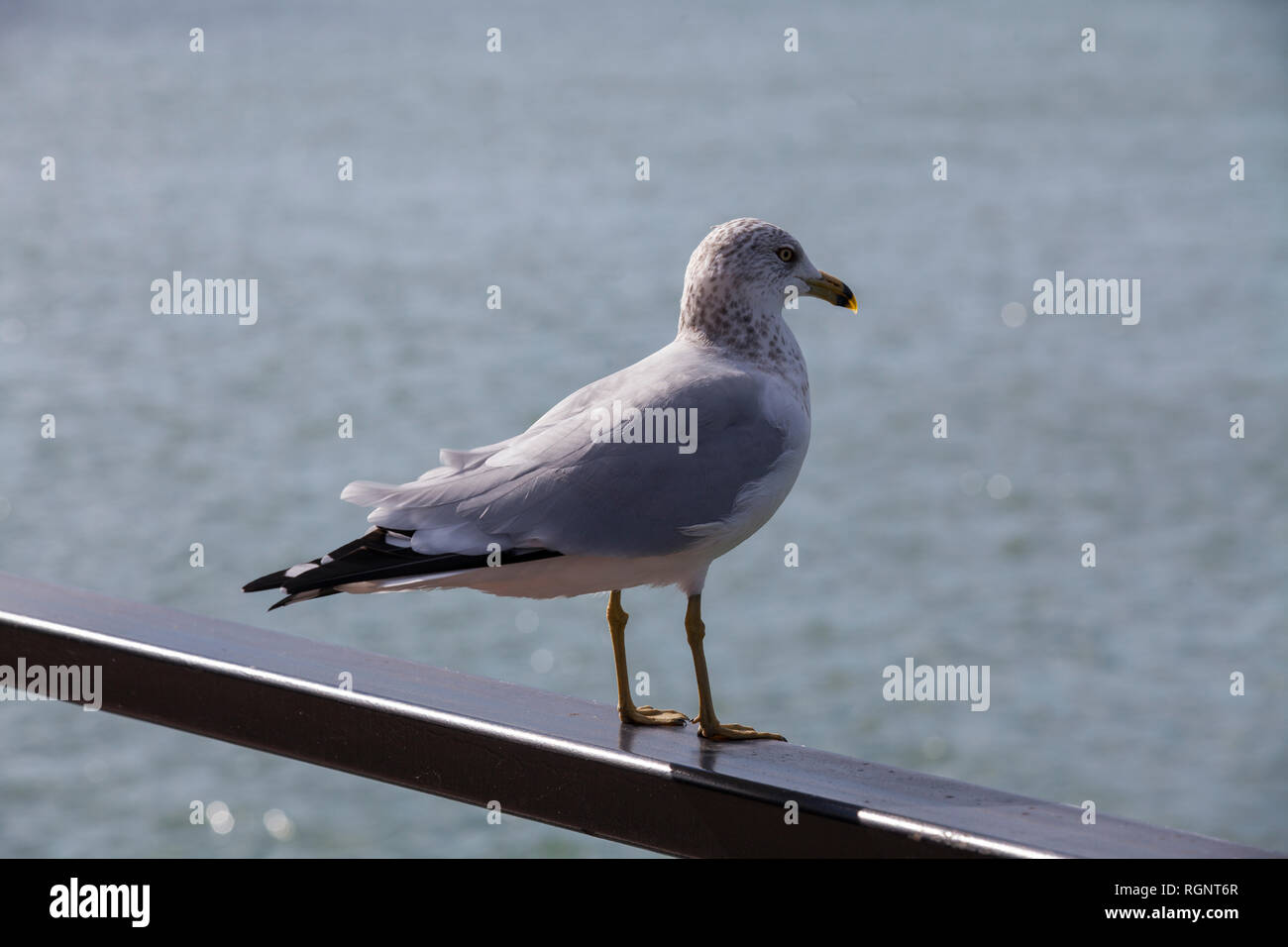 Birds standing side view hi-res stock photography and images - Alamy