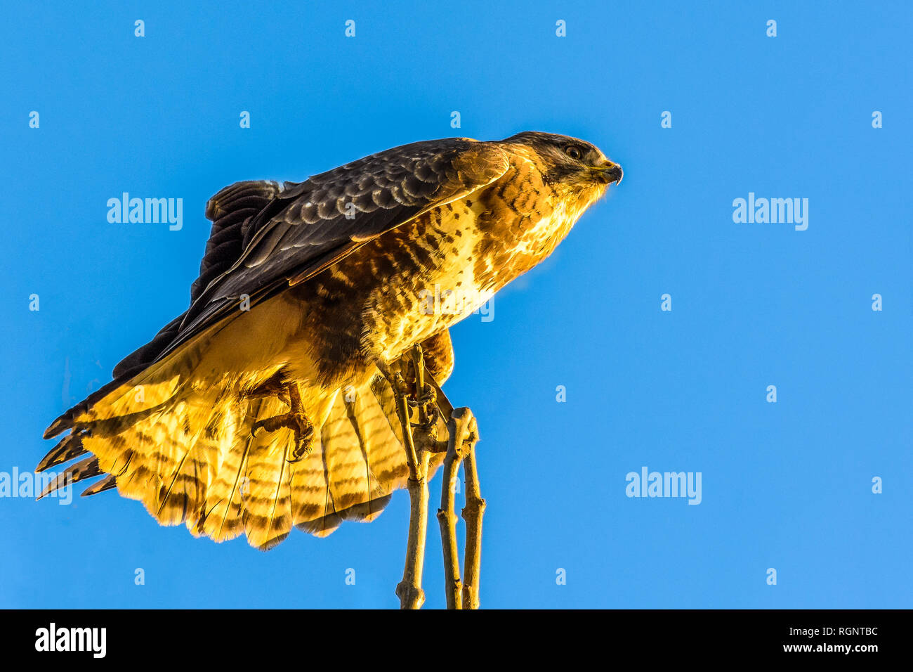 Fine art wildlife outdoor color portrait of a single isolated buzzard ...