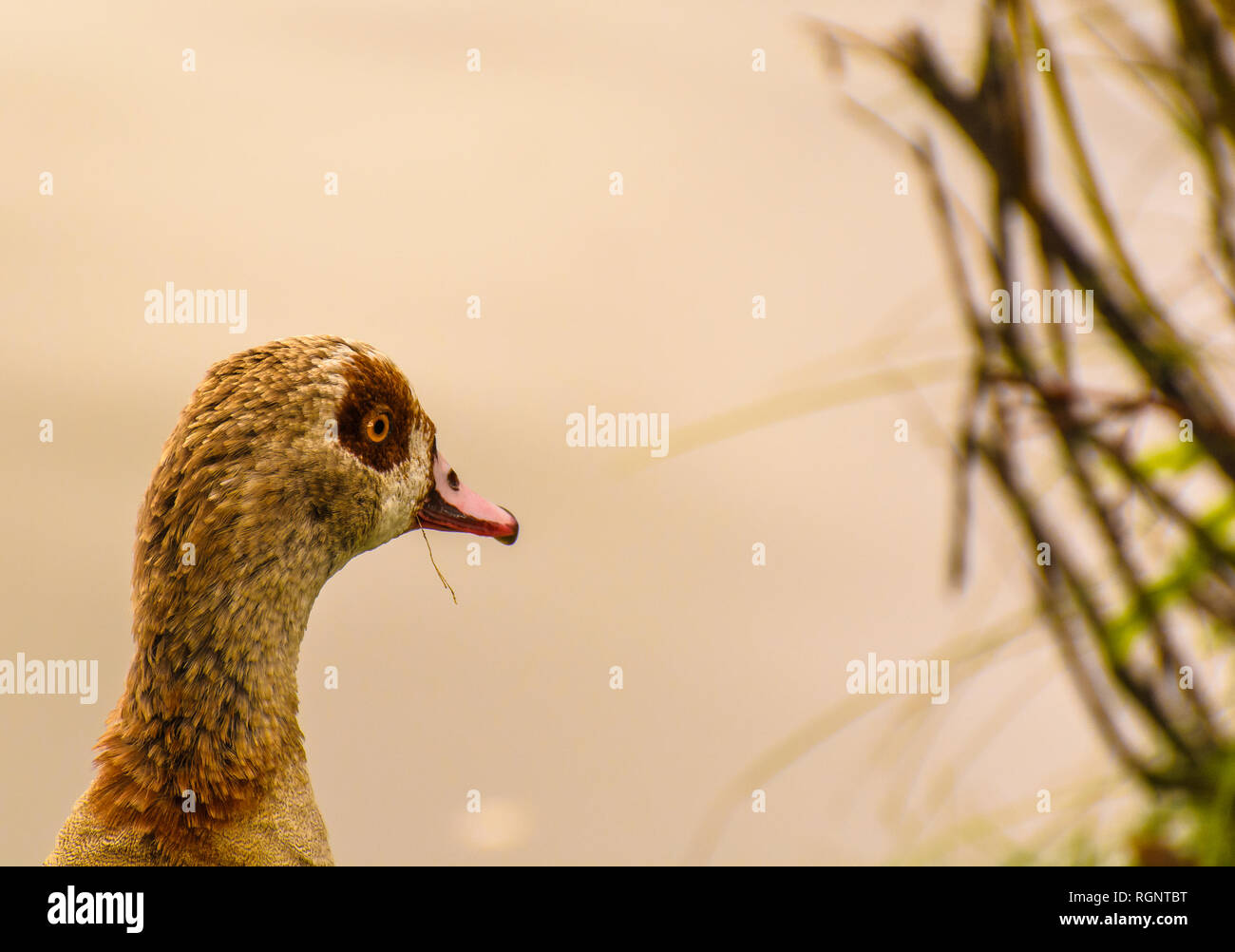 Sad wild duck hi-res stock photography and images - Alamy