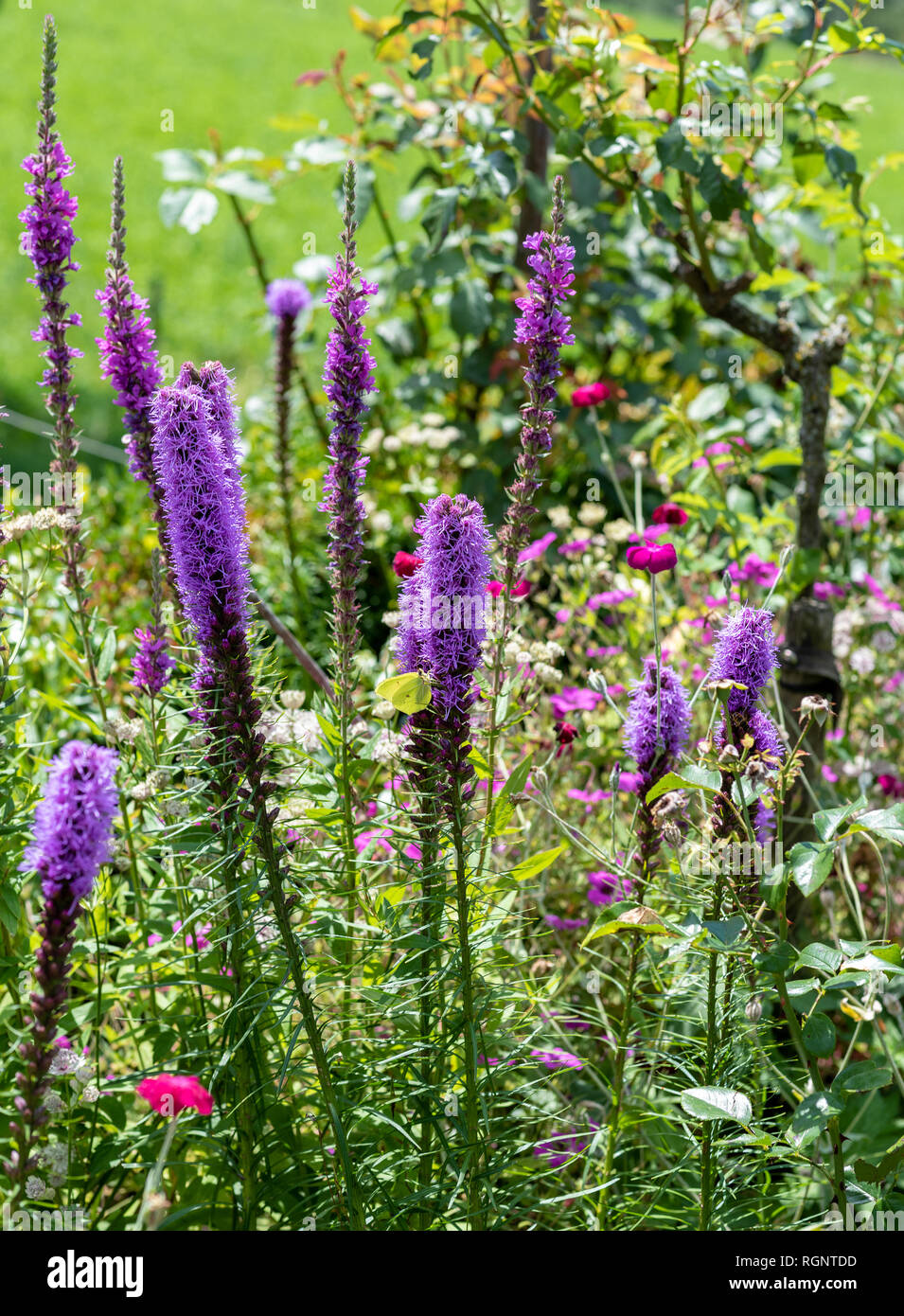 Yellow liatris hi-res stock photography and images - Alamy