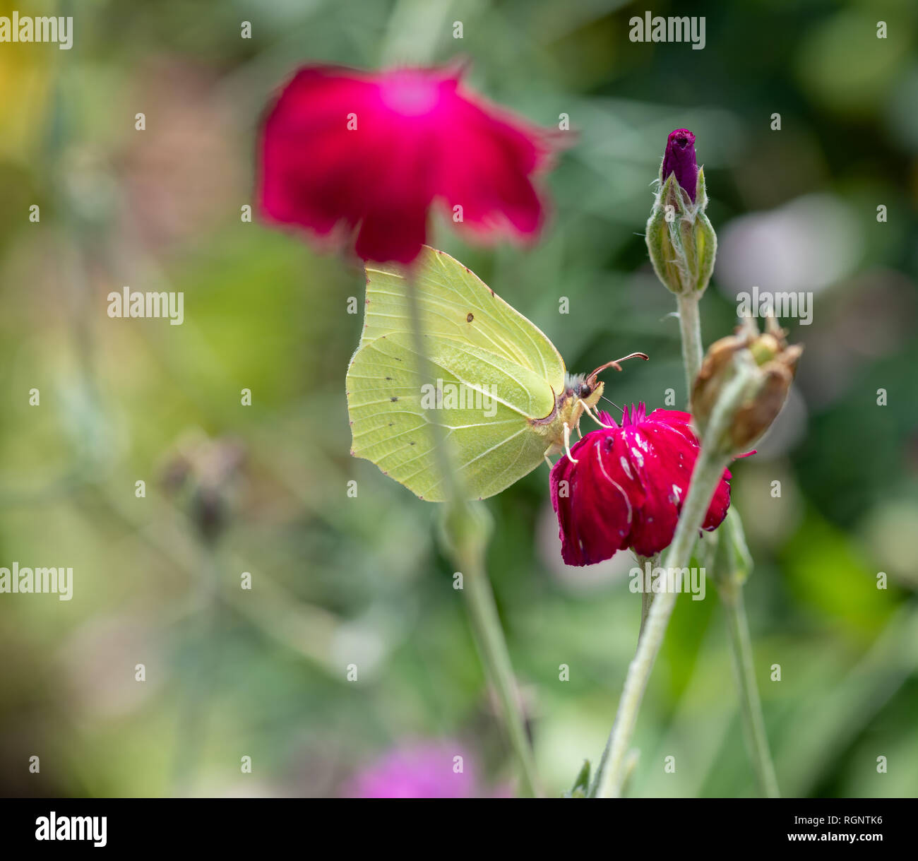 Outdoor bright color macro photo of a single yellow brimstone butterfly ...