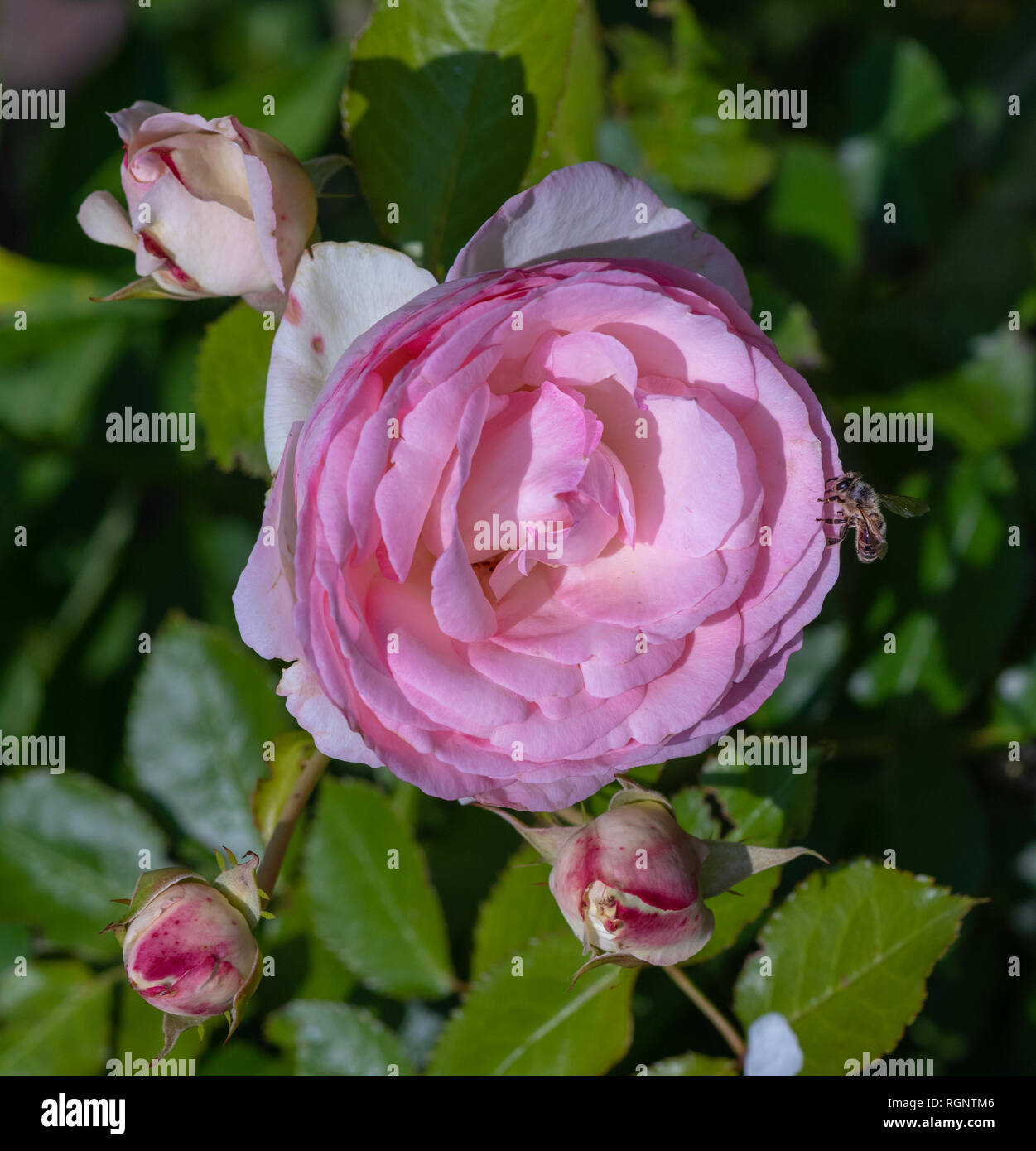Outdoor color flower top view macro photo of a young wide open blooming ...