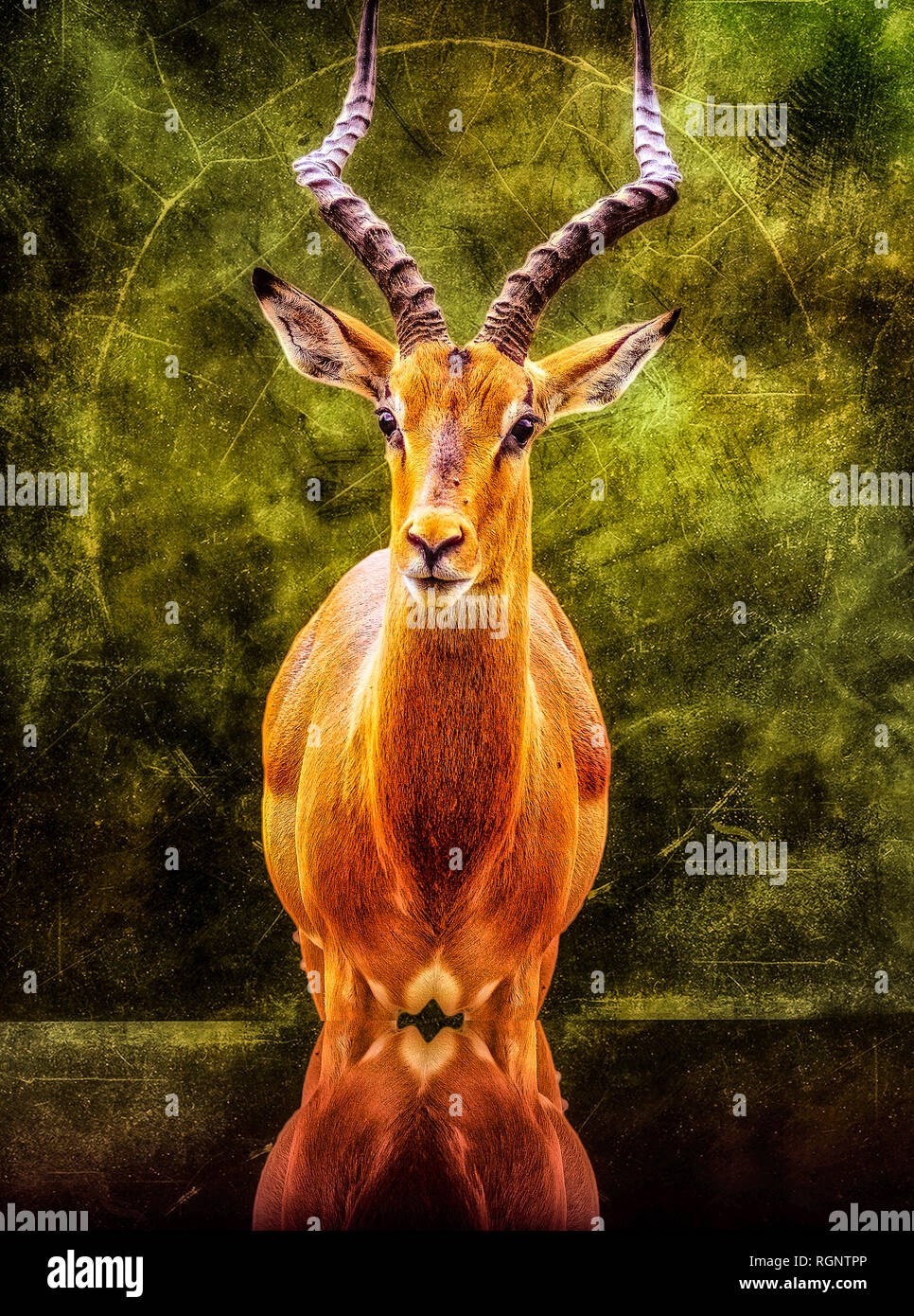 Color fine art portrait of an african antelope with large antlers on ...