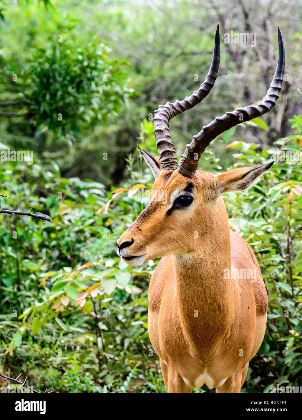 Color wildlife portrait of a single antelope with natural green ...