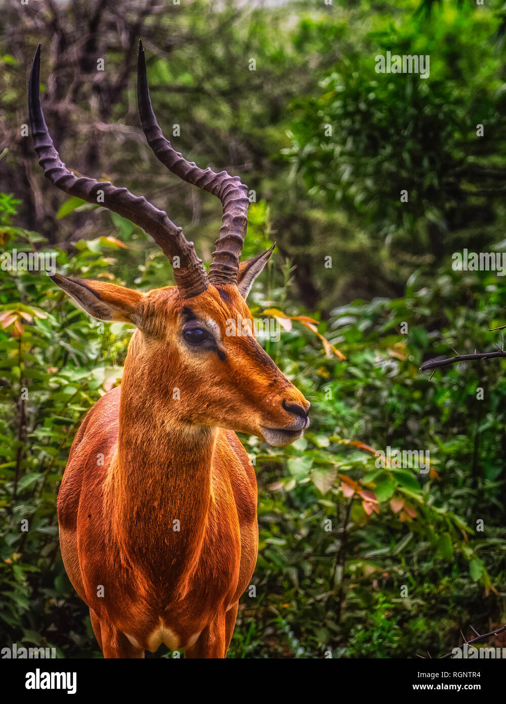 Color outdoor portrait of a single sweet cute lovely antelope with long ...