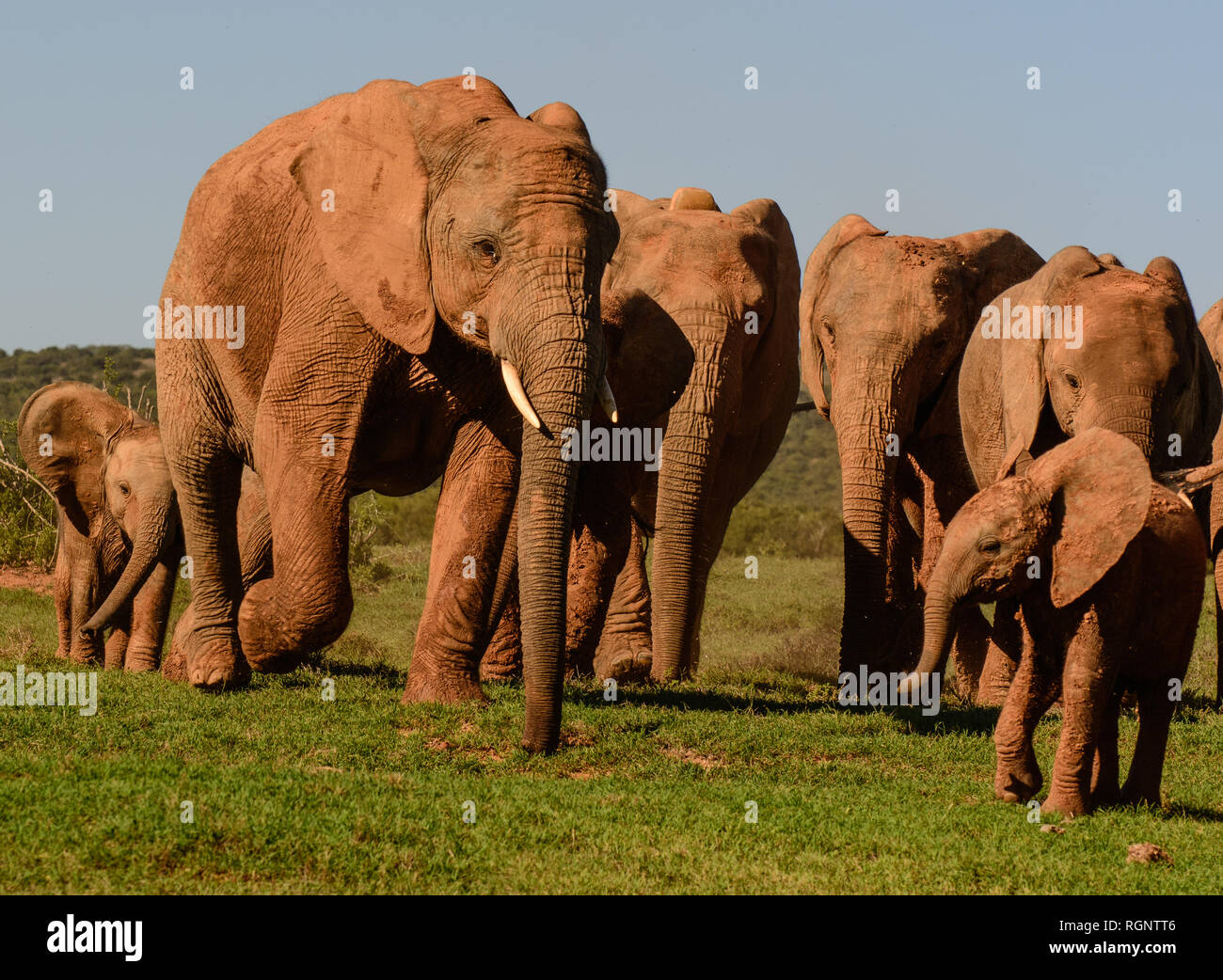 Color portrait of a closely moving elephant family with babies or group ...