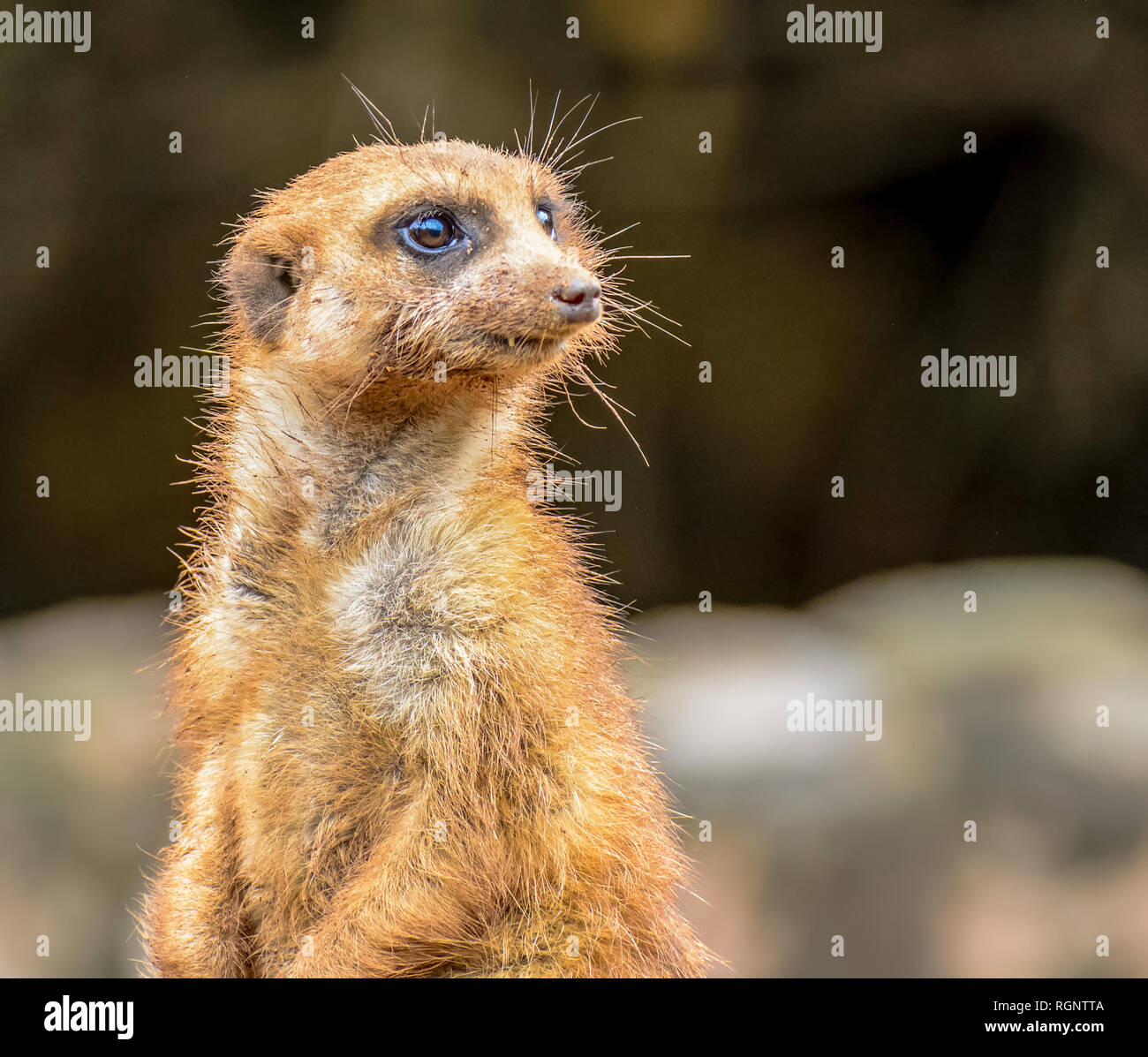 Meerkat on a sunny day hi-res stock photography and images - Alamy