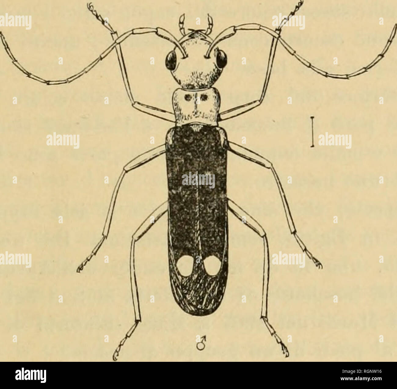 Corte ovoidale hi-res stock photography and images - Alamy