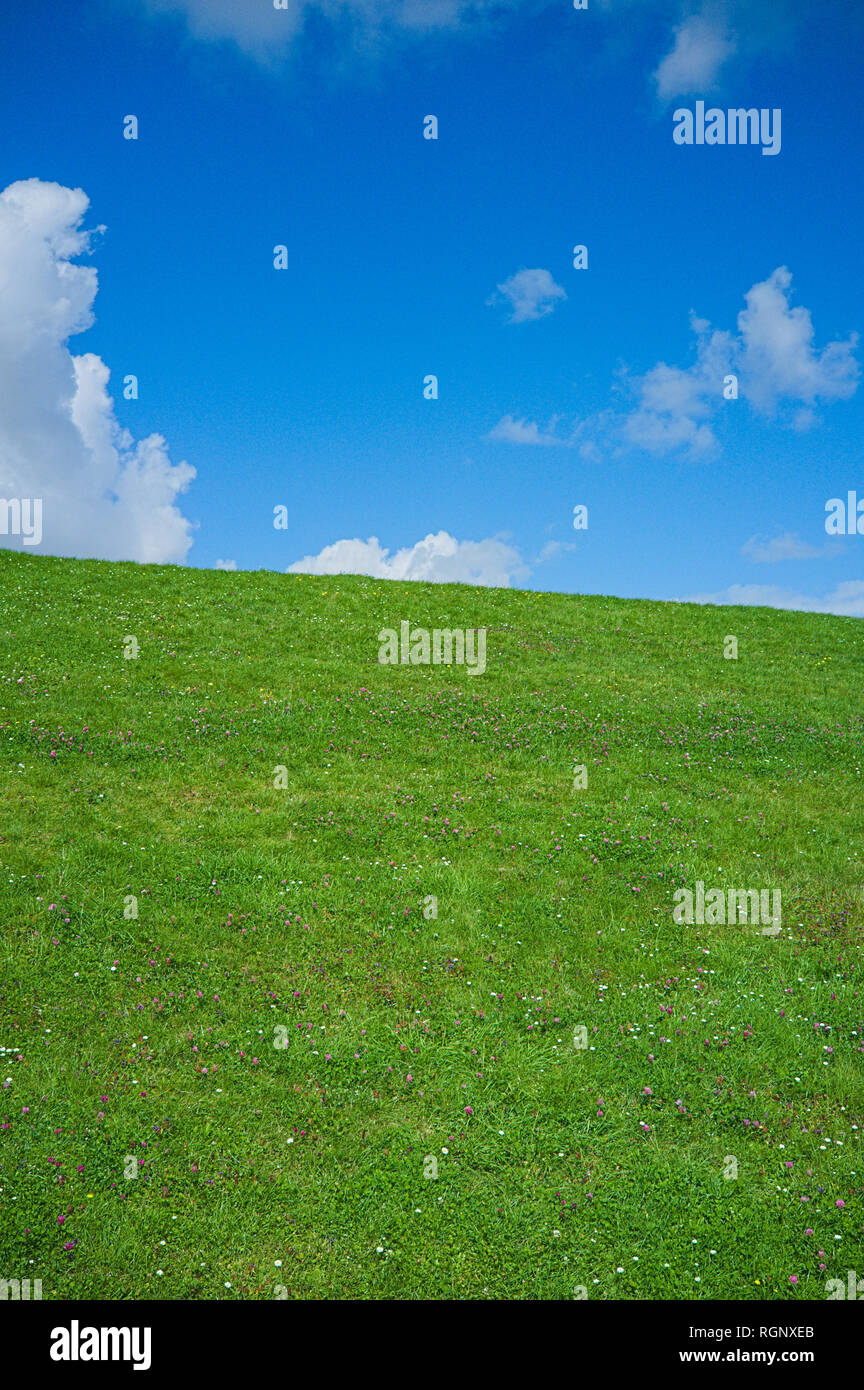 Dike plant hi-res stock photography and images - Alamy