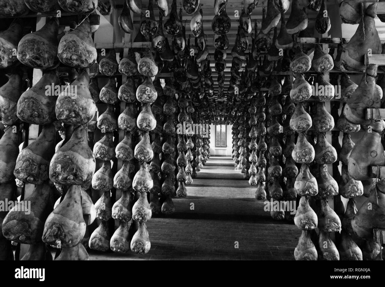 curing of hams, langhirano, emilia romagna, italy 1964 Stock Photo - Alamy