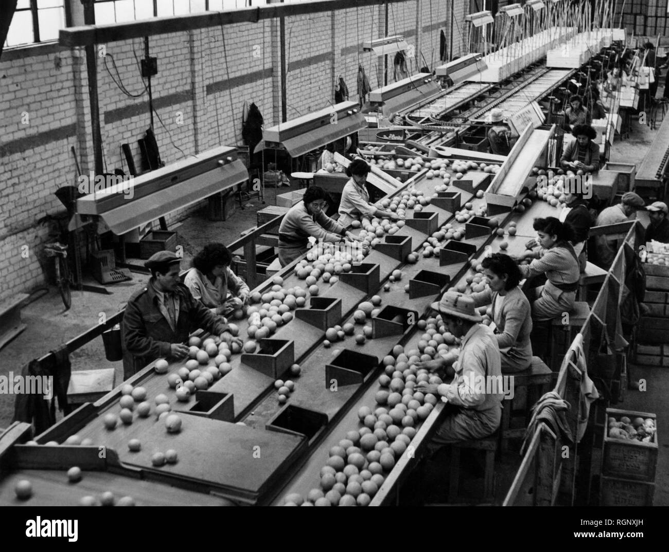 middle east, israel, industry in rehovot, packing of oranges, 1960 ...