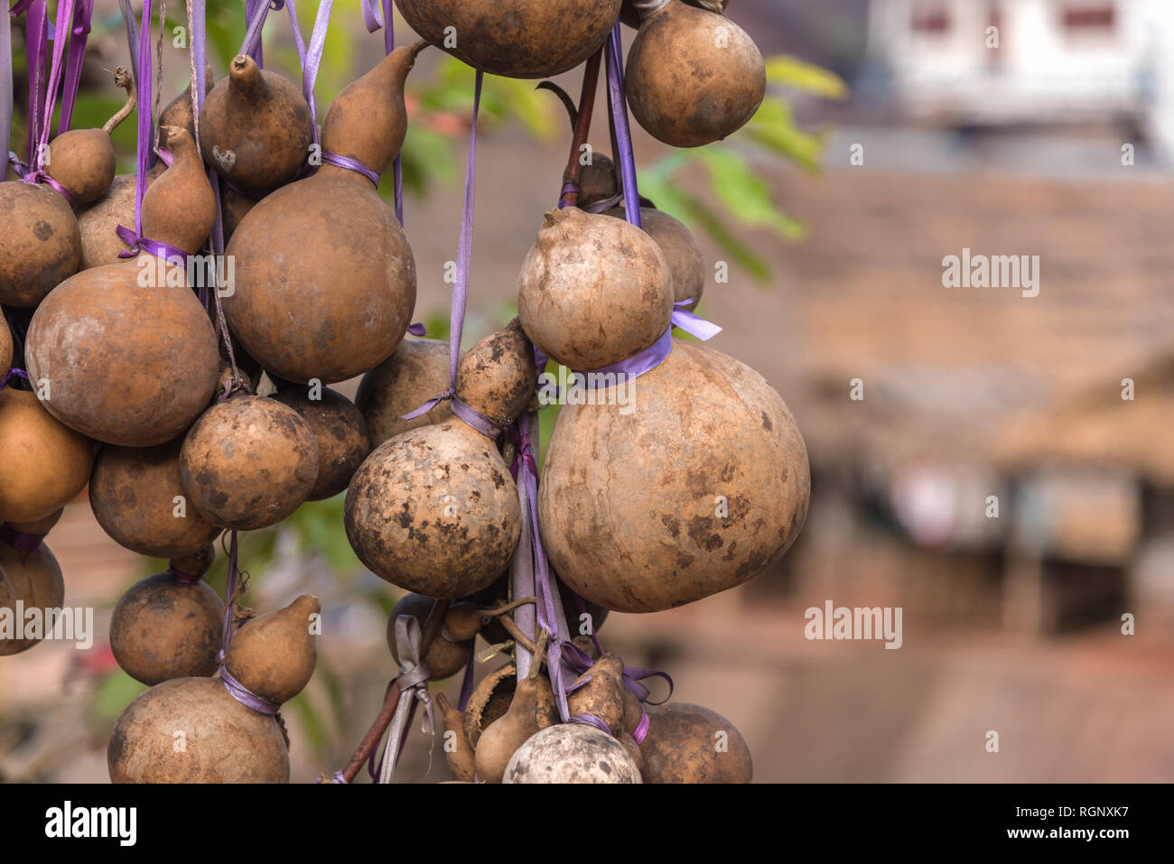 Dry calabash hang on the wooden Stock Photo - Alamy