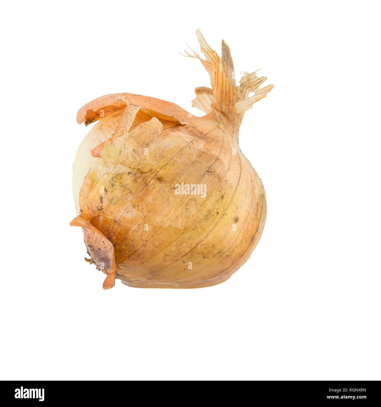 rotten onion isolated on white background Stock Photo - Alamy