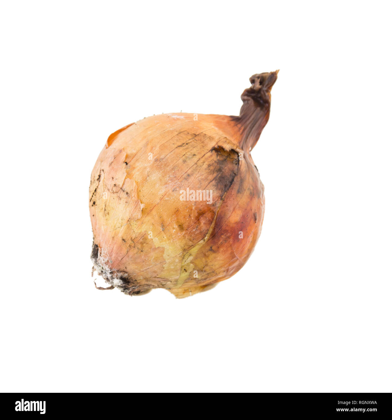 rotten onion isolated on white background Stock Photo - Alamy