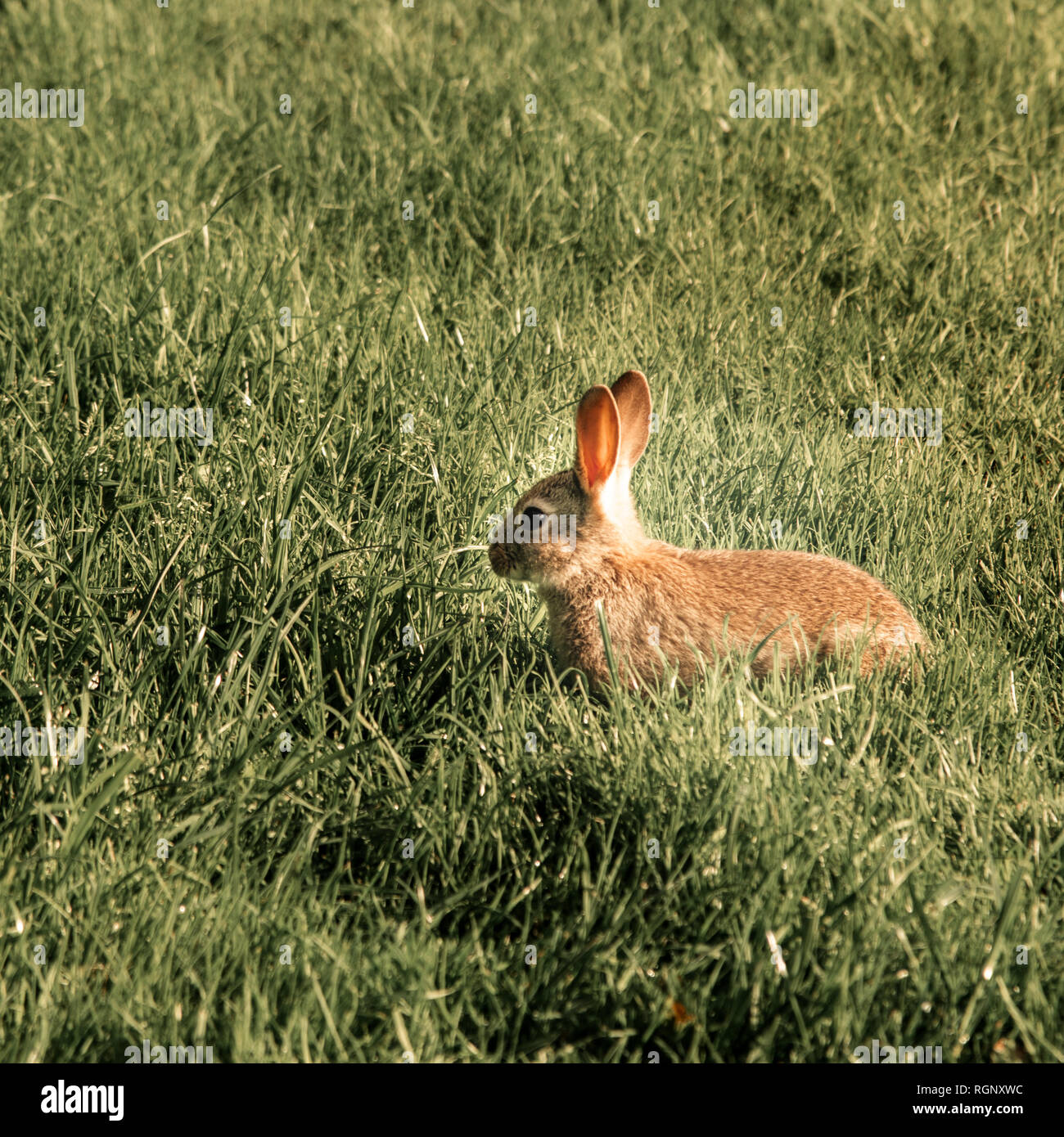 Uk baby bunny rabbit hi-res stock photography and images - Alamy