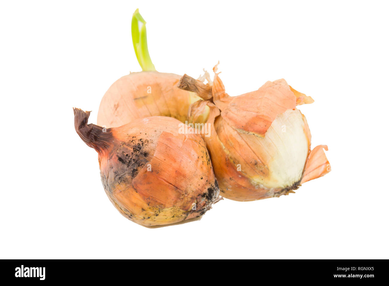 rotten onion isolated on white background Stock Photo - Alamy