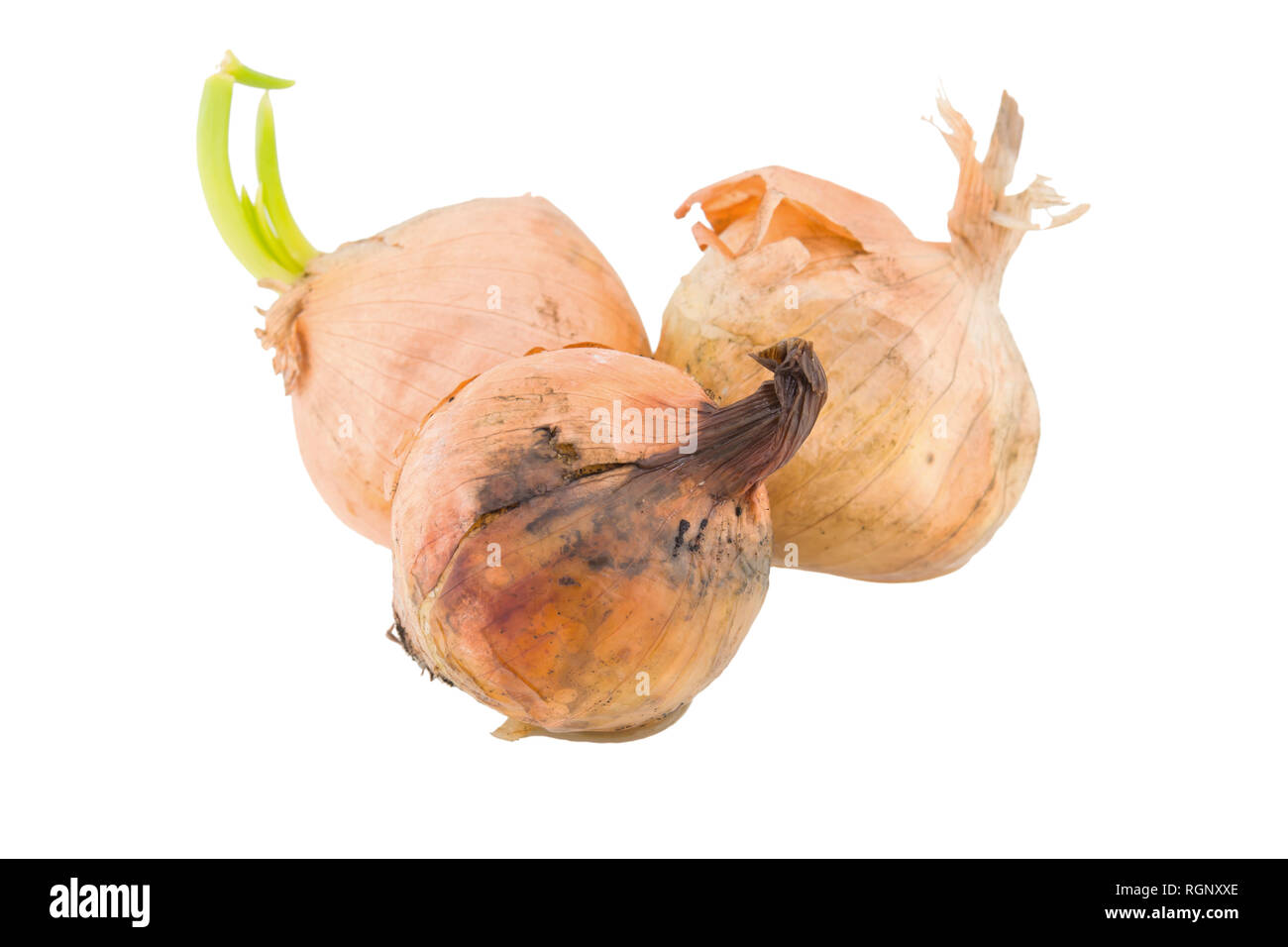 rotten onion isolated on white background Stock Photo - Alamy