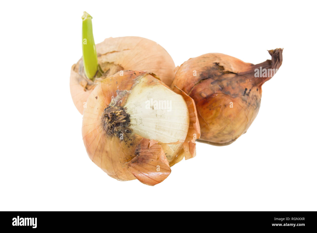 rotten onion isolated on white background Stock Photo - Alamy