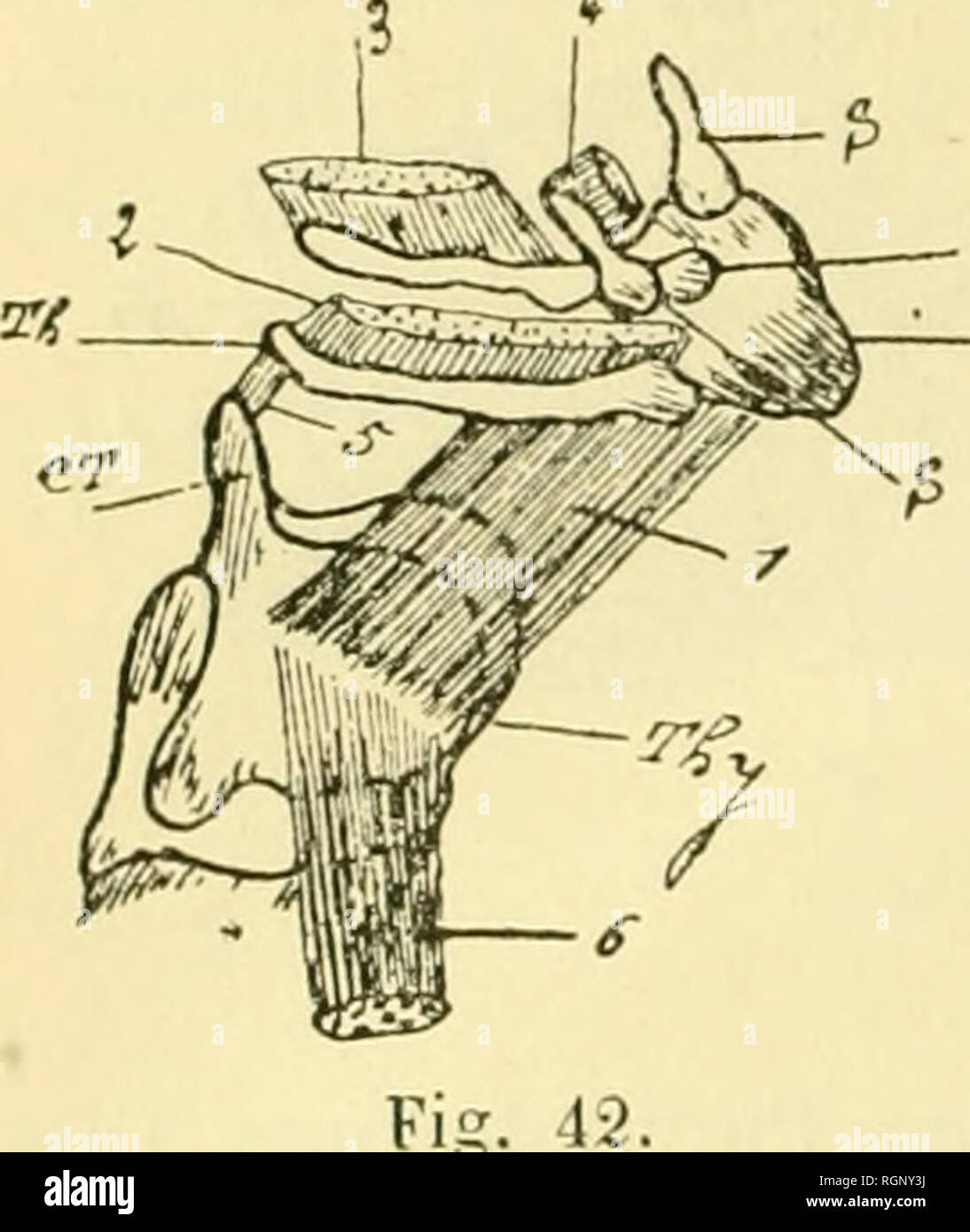 Muscle Ant High Resolution Stock Photography and Images - Alamy