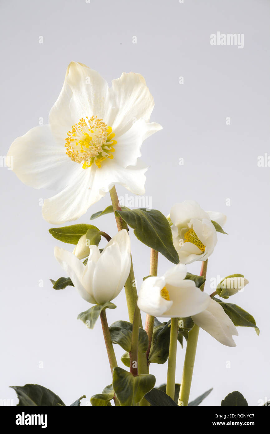 Christmas rose hi-res stock photography and images - Alamy