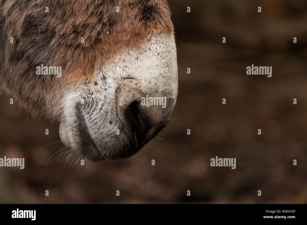 Nase von einem Esel Stock Photo - Alamy