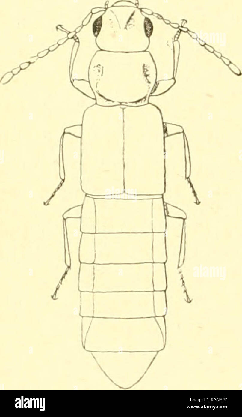 Armala hi-res stock photography and images - Alamy