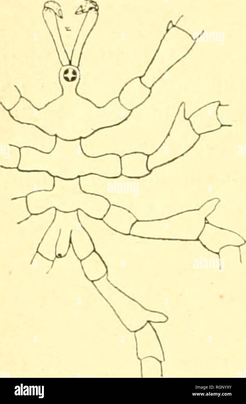 Corps trapu hi-res stock photography and images - Alamy