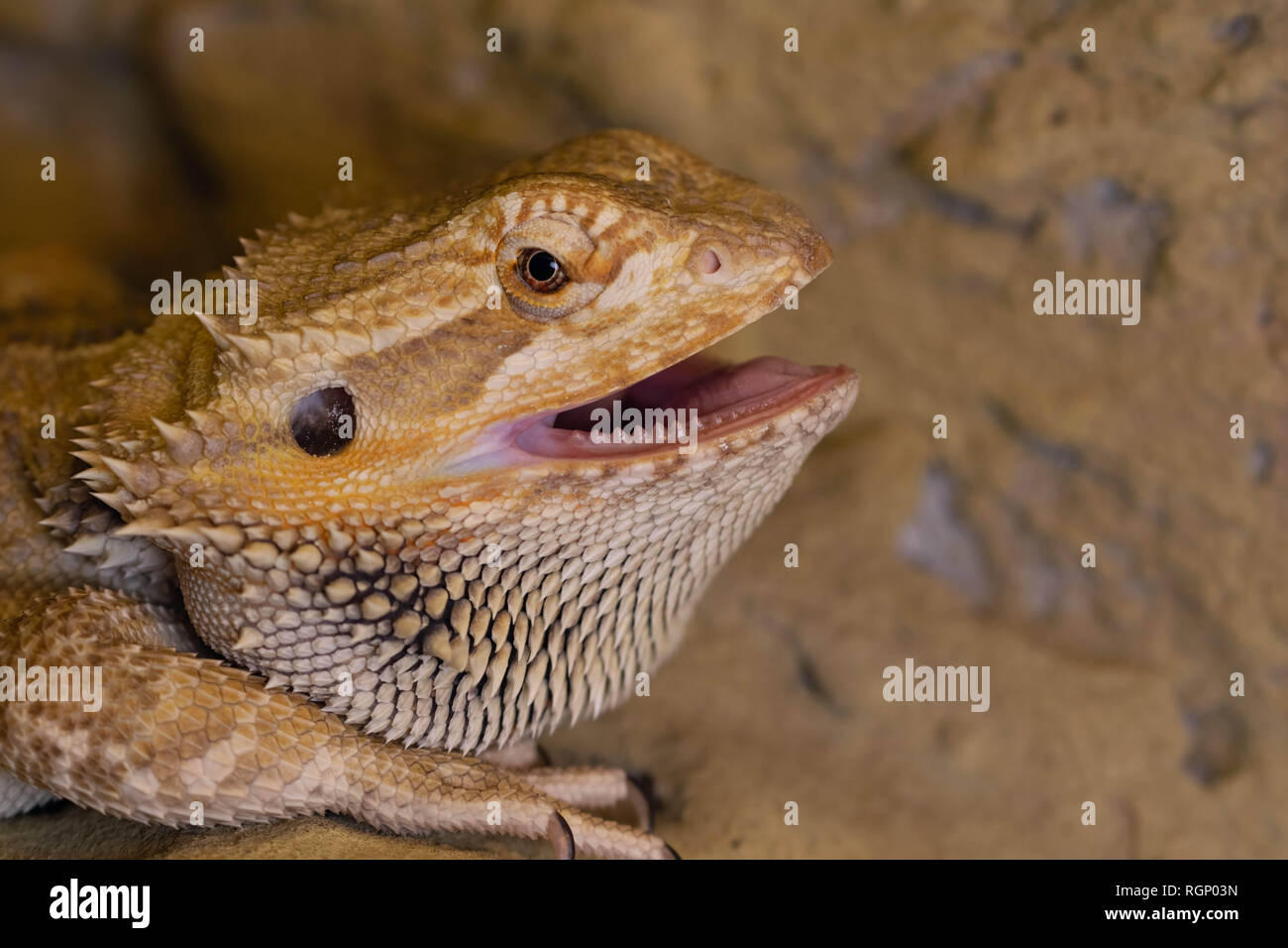 A popular house lizard bred by many novice terrarists Stock Photo - Alamy
