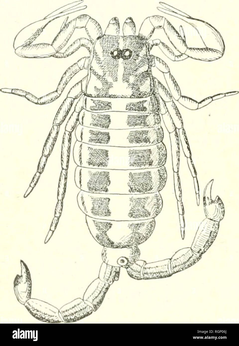 Queue de scorpion hi-res stock photography and images - Alamy