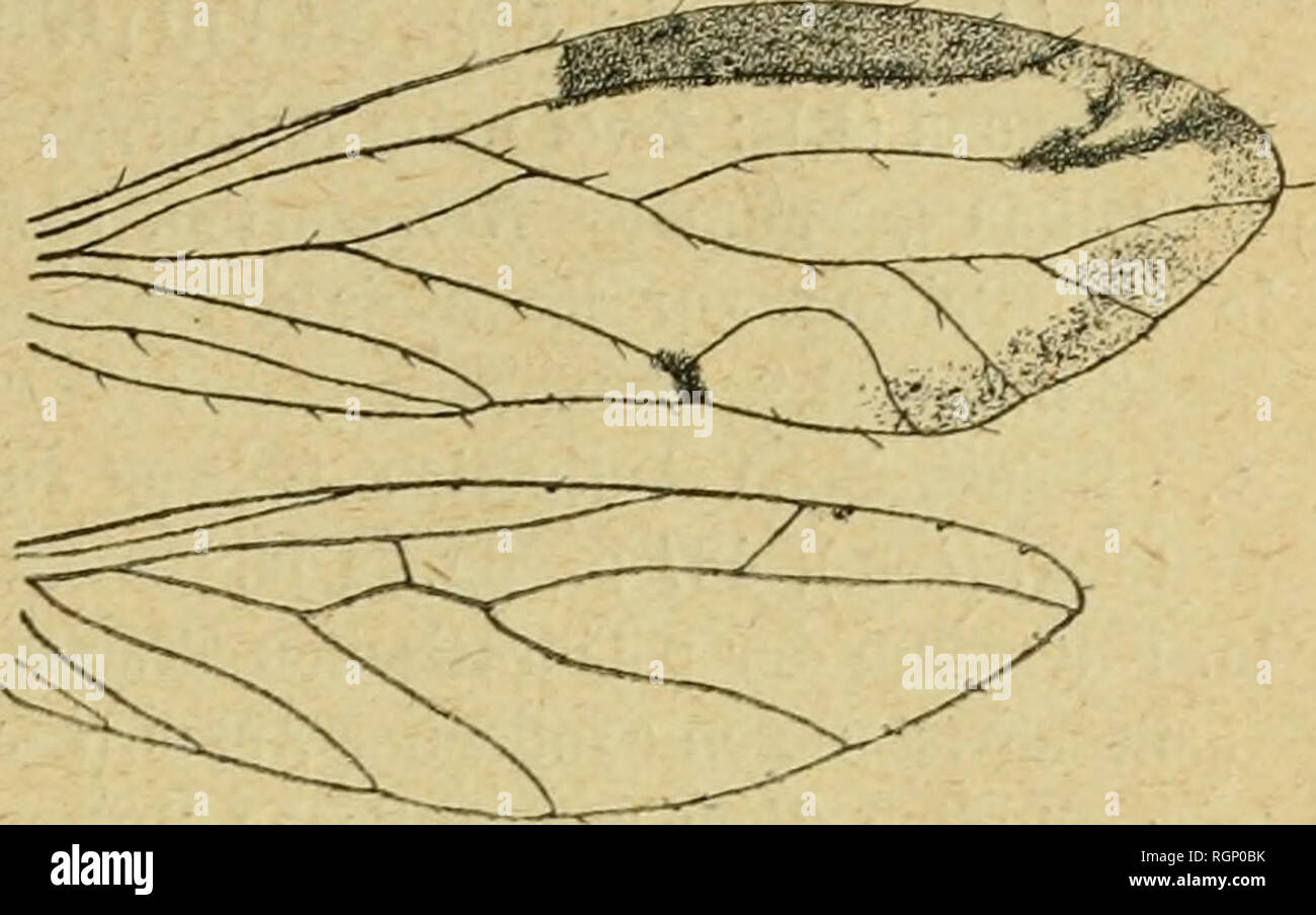 Ailes droites hi-res stock photography and images - Alamy