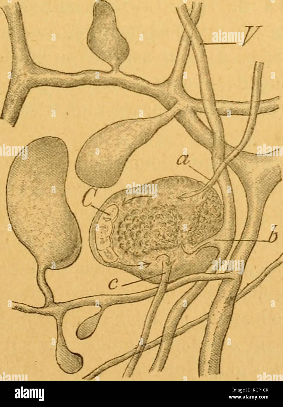 Cormus hi-res stock photography and images - Alamy