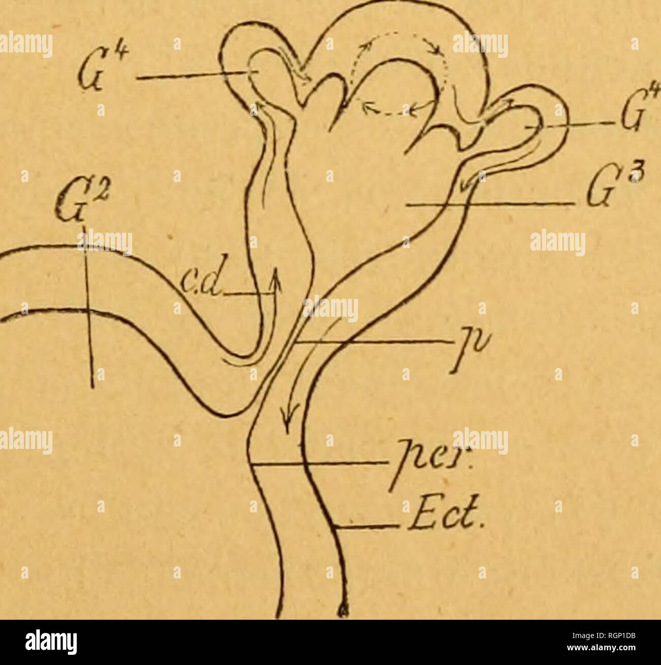 Cormus hi-res stock photography and images - Alamy