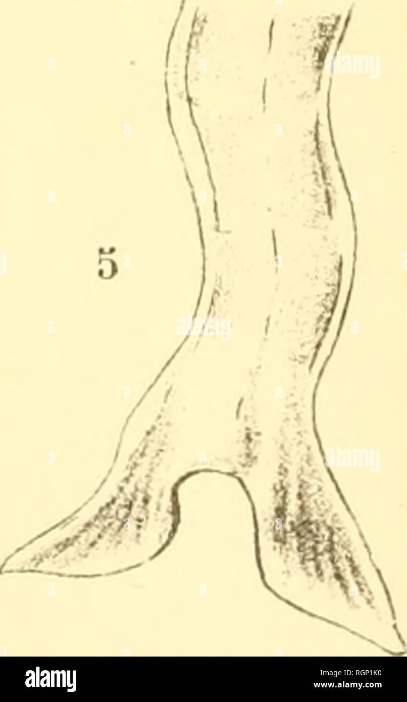 Organe digestif hi-res stock photography and images - Alamy