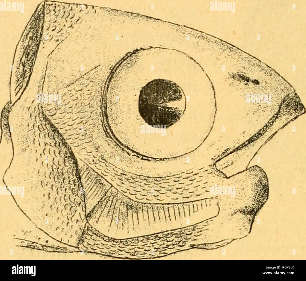 Papilles linguales hi-res stock photography and images - Alamy