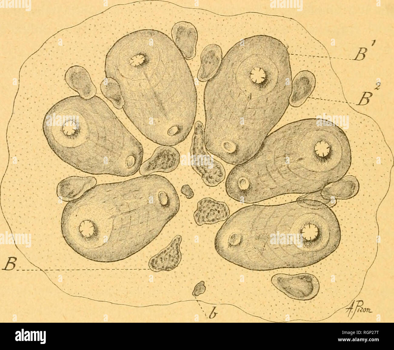 Cormus hi-res stock photography and images - Alamy