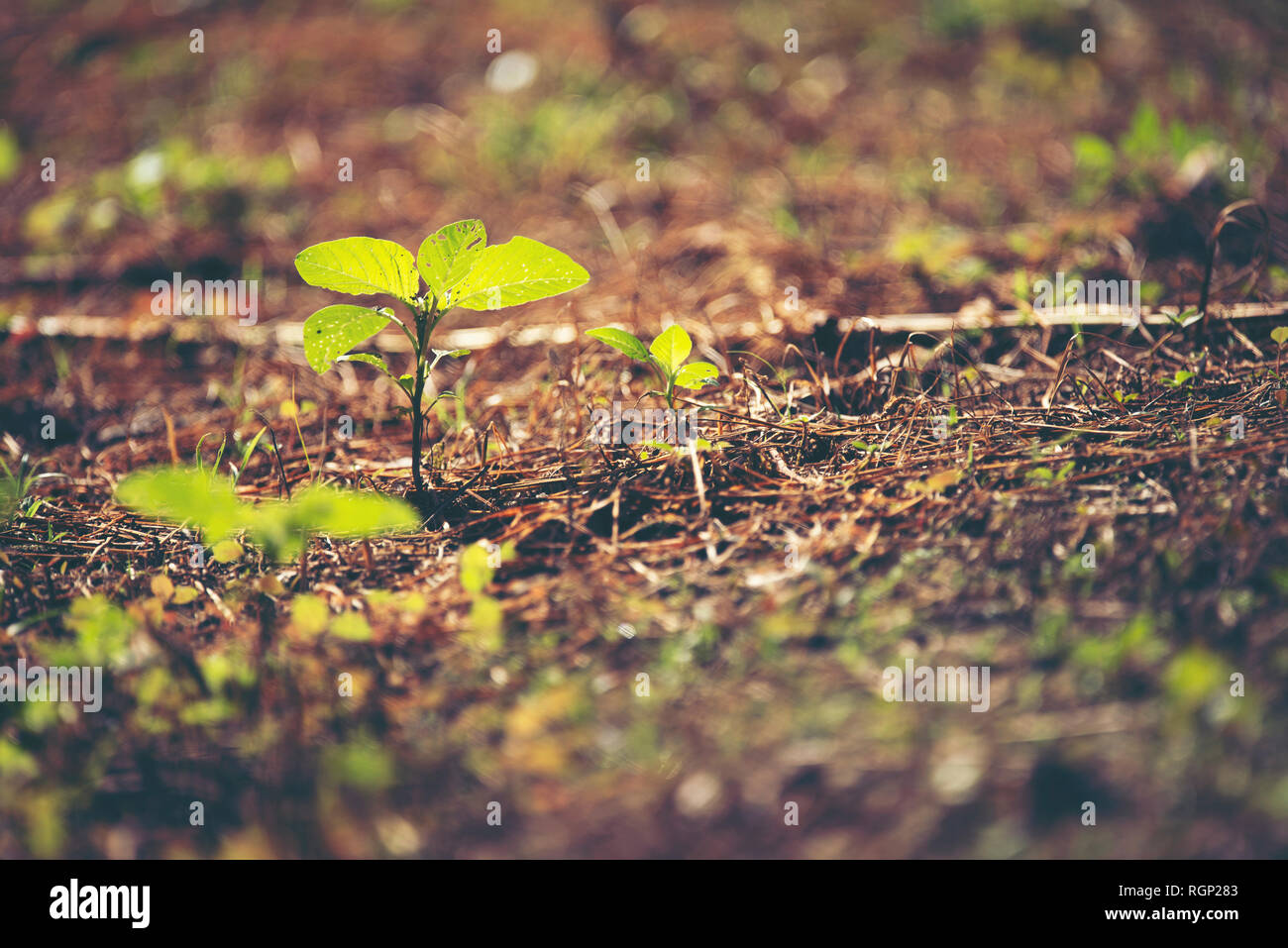 new life concept, plant seeding in nature Stock Photo - Alamy