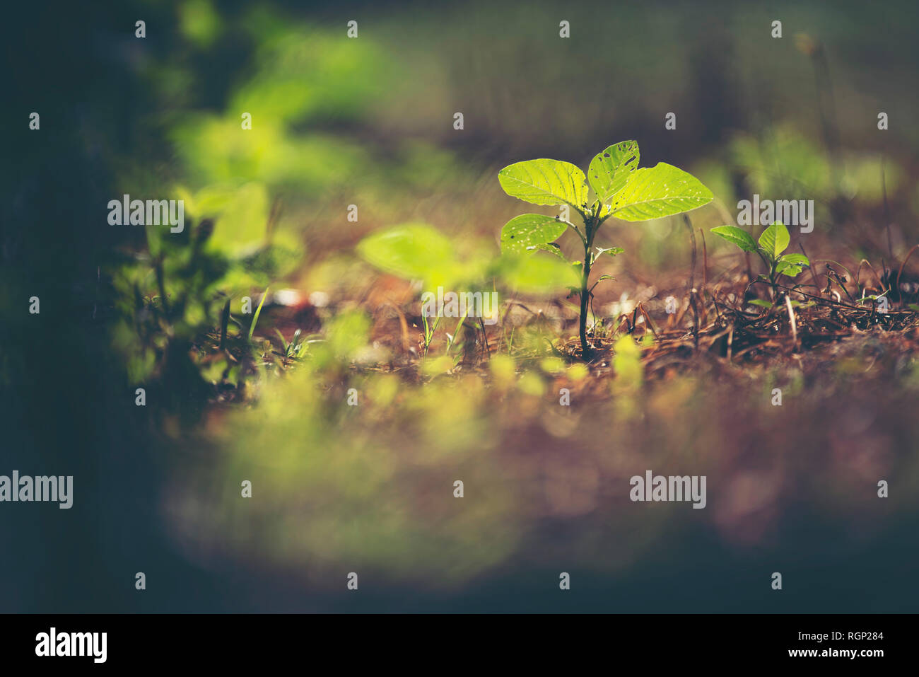 new life concept, plant seeding in nature Stock Photo - Alamy