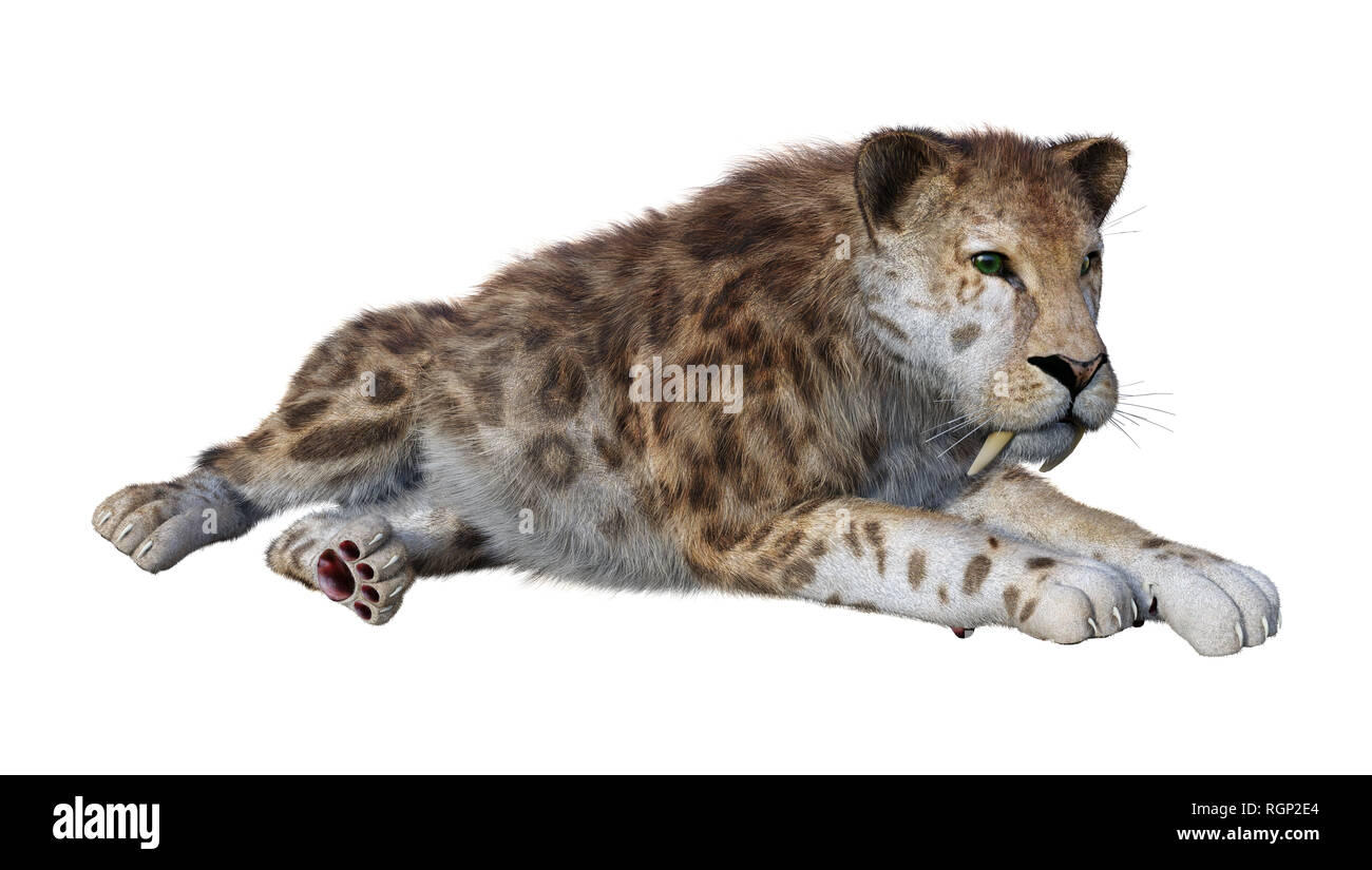 3D rendering of a sabertooth tiger isolated on white background Stock ...