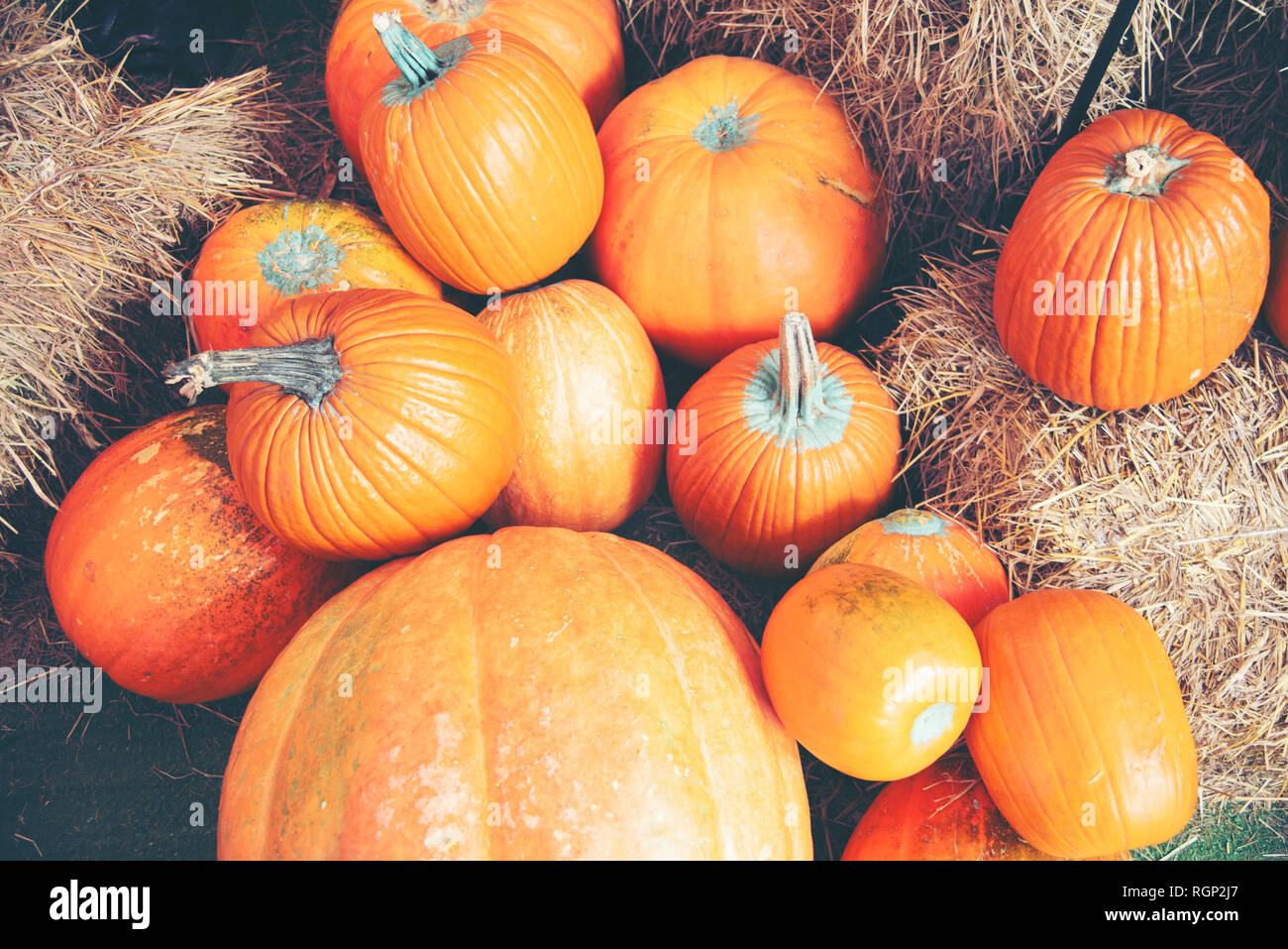 Atlantic giant pumpkin hi-res stock photography and images - Alamy