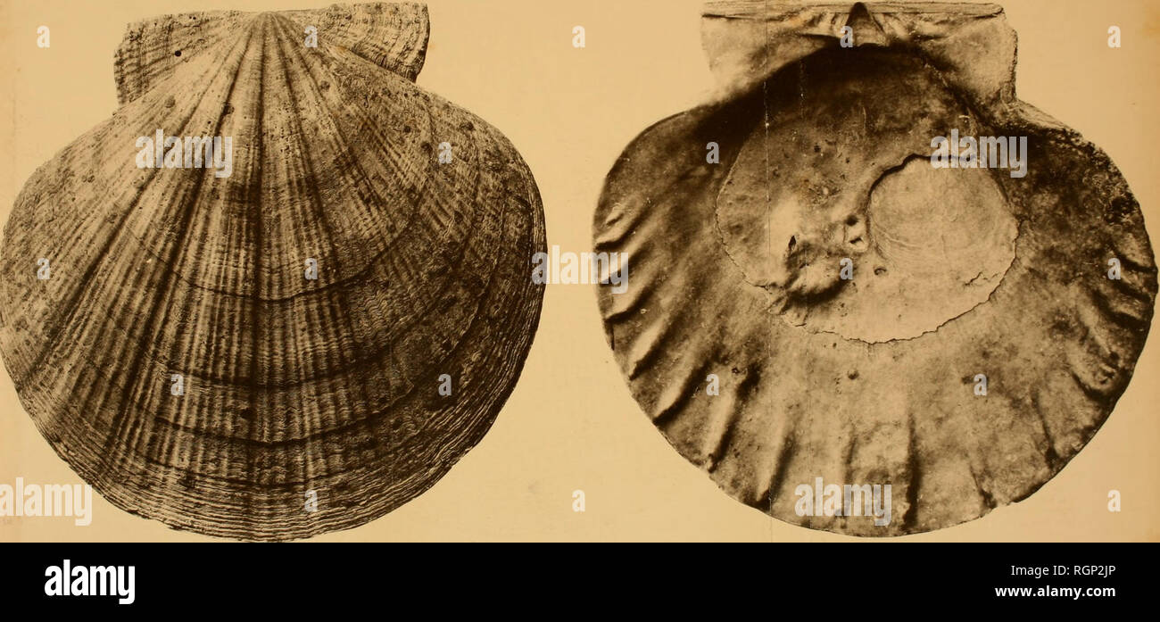 Chlamys pallium hi-res stock photography and images - Alamy