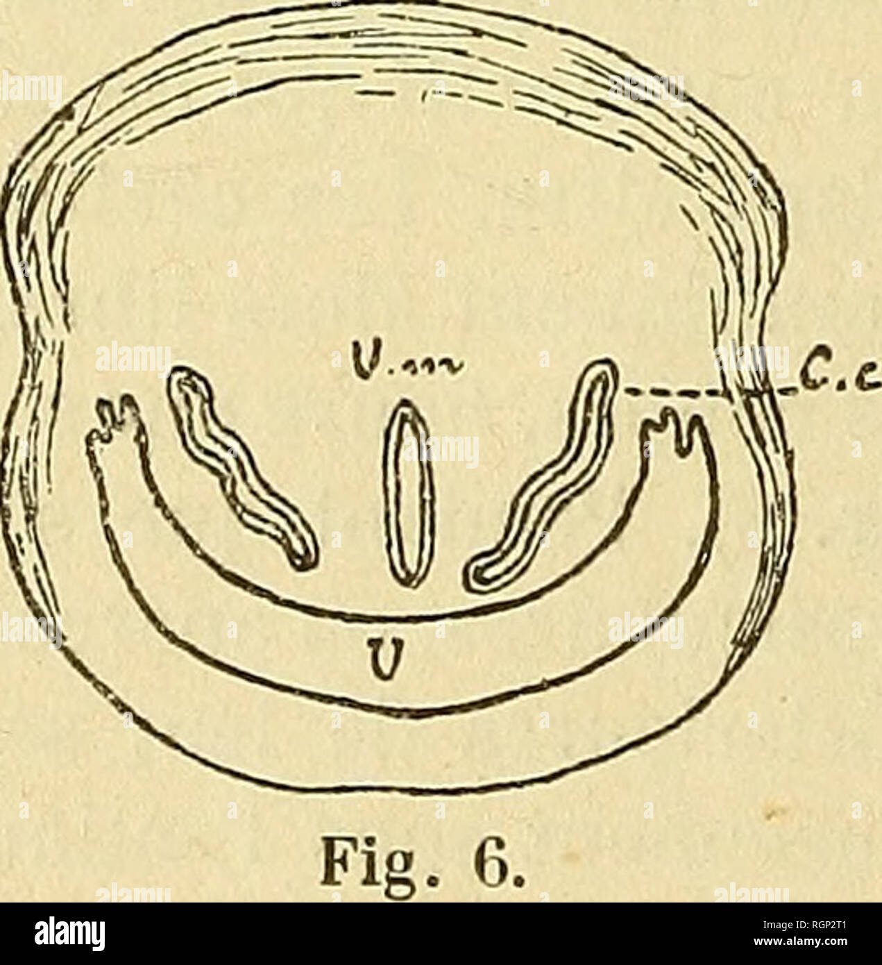 Verumontanum High Resolution Stock Photography and Images - Alamy
